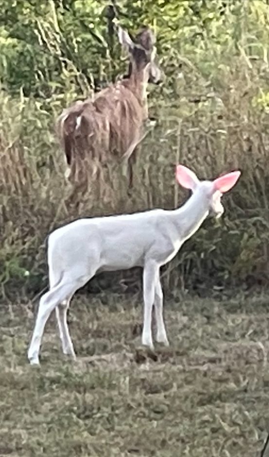 Rare albino deer spotted in North Strabane Township - Observer-Reporter